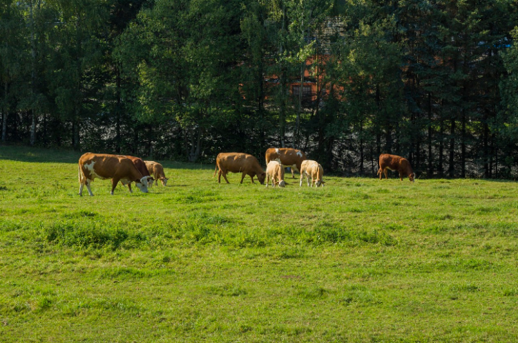 앤드류 린지(Andrew Linzey)의 동물신학(김기중) – 기독교윤리실천운동