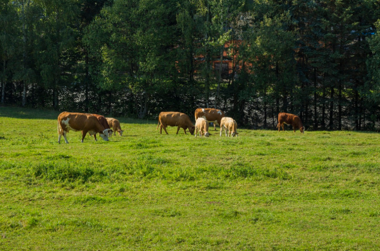 앤드류 린지(Andrew Linzey)의 동물신학(김기중) – 기독교윤리실천운동