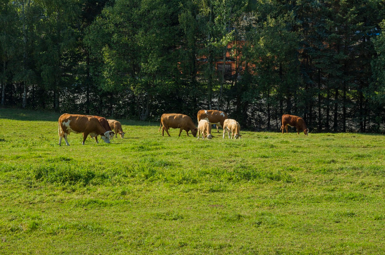 앤드류 린지(Andrew Linzey)의 동물신학(김기중) – 기독교윤리실천운동